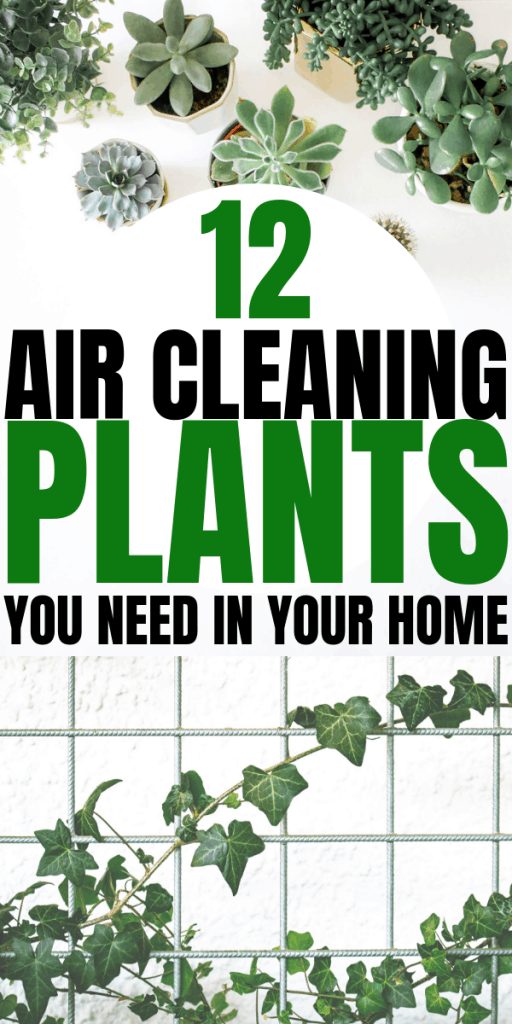 12 Best Air Cleaning Houseplants That Are Impossible To Kill! (no green ...